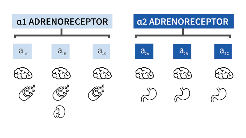 Safely Treating Dental Patients: Alpha-1 Blockers | Spear Education